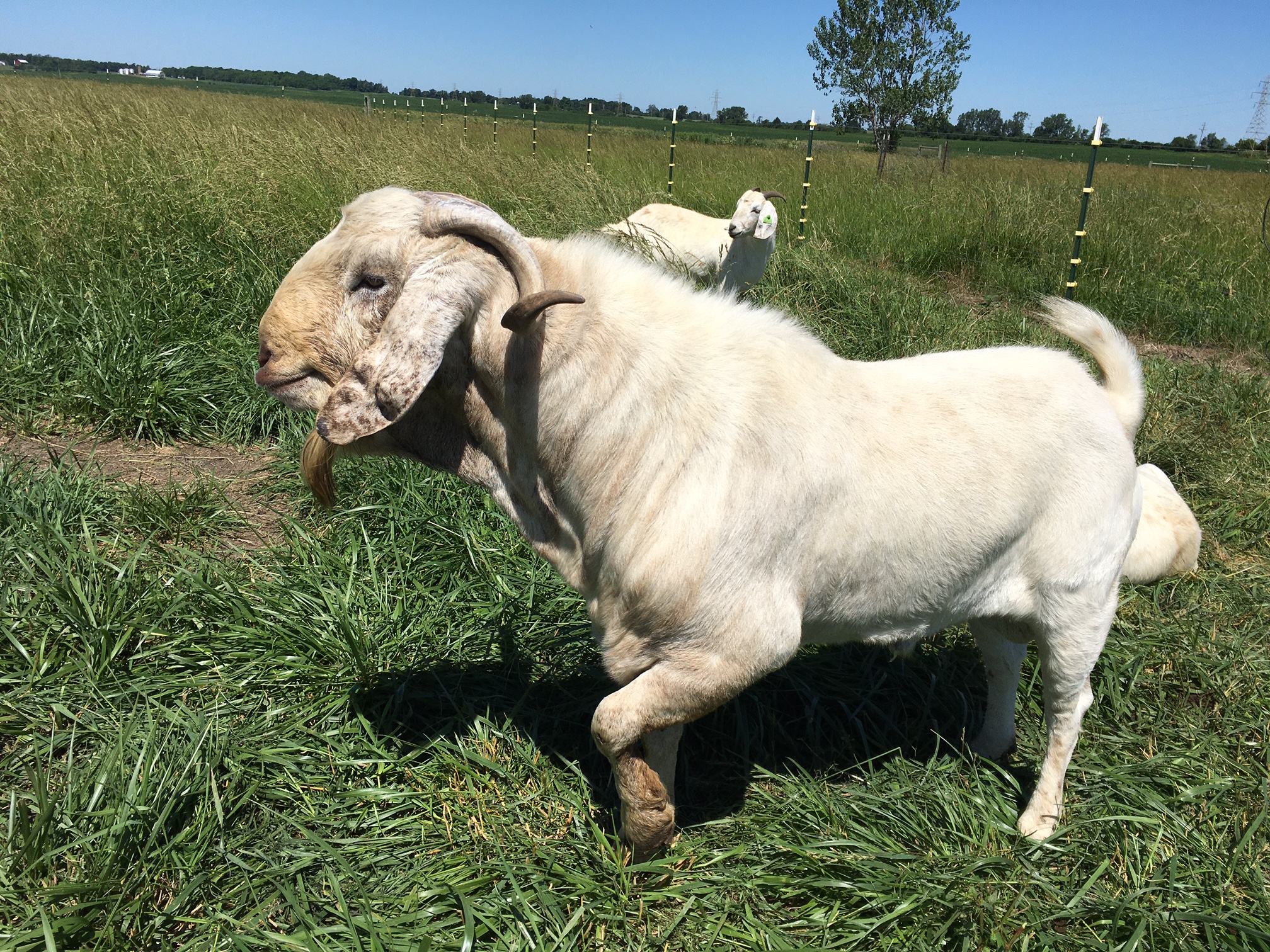 Herd Sires – C&M Farm Savanna Goats, LLC