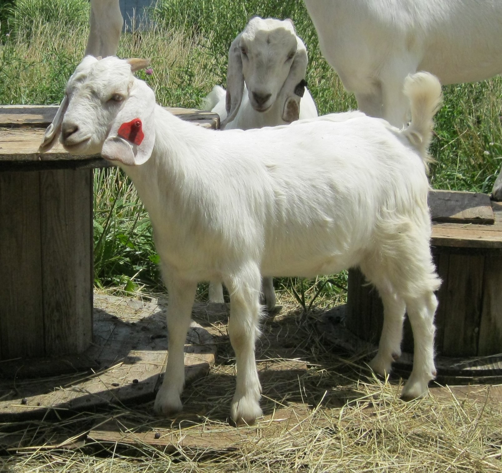 Commercial Does and Bucks For Sale – C&M Farm Savanna Goats, LLC