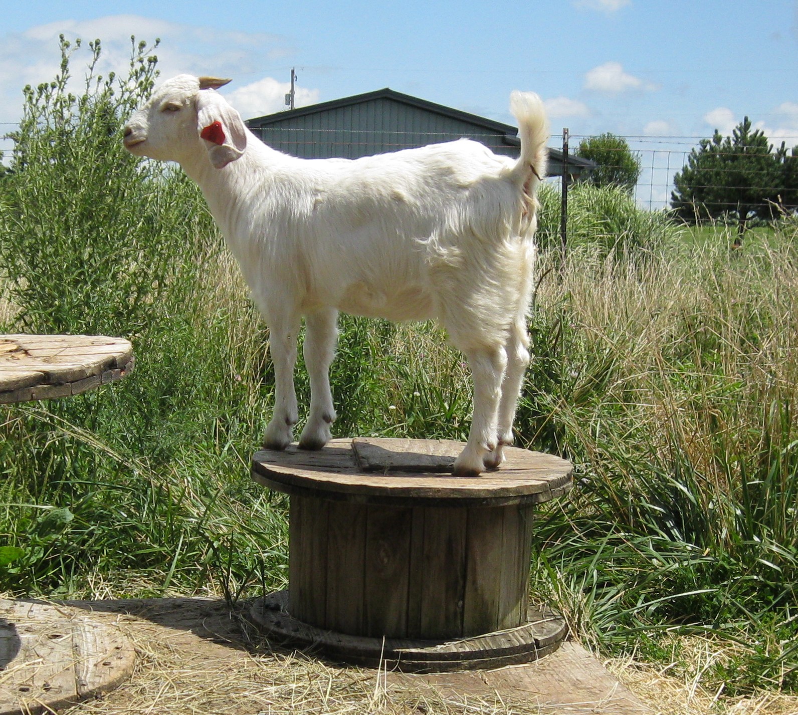 Commercial Does and Bucks For Sale – C&M Farm Savanna Goats, LLC
