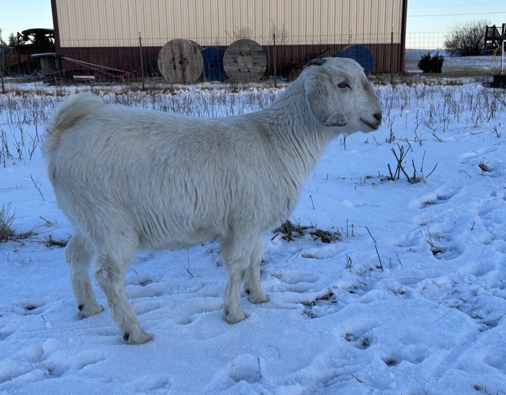 Commercial Does and Bucks For Sale – C&M Farm Savanna Goats, LLC