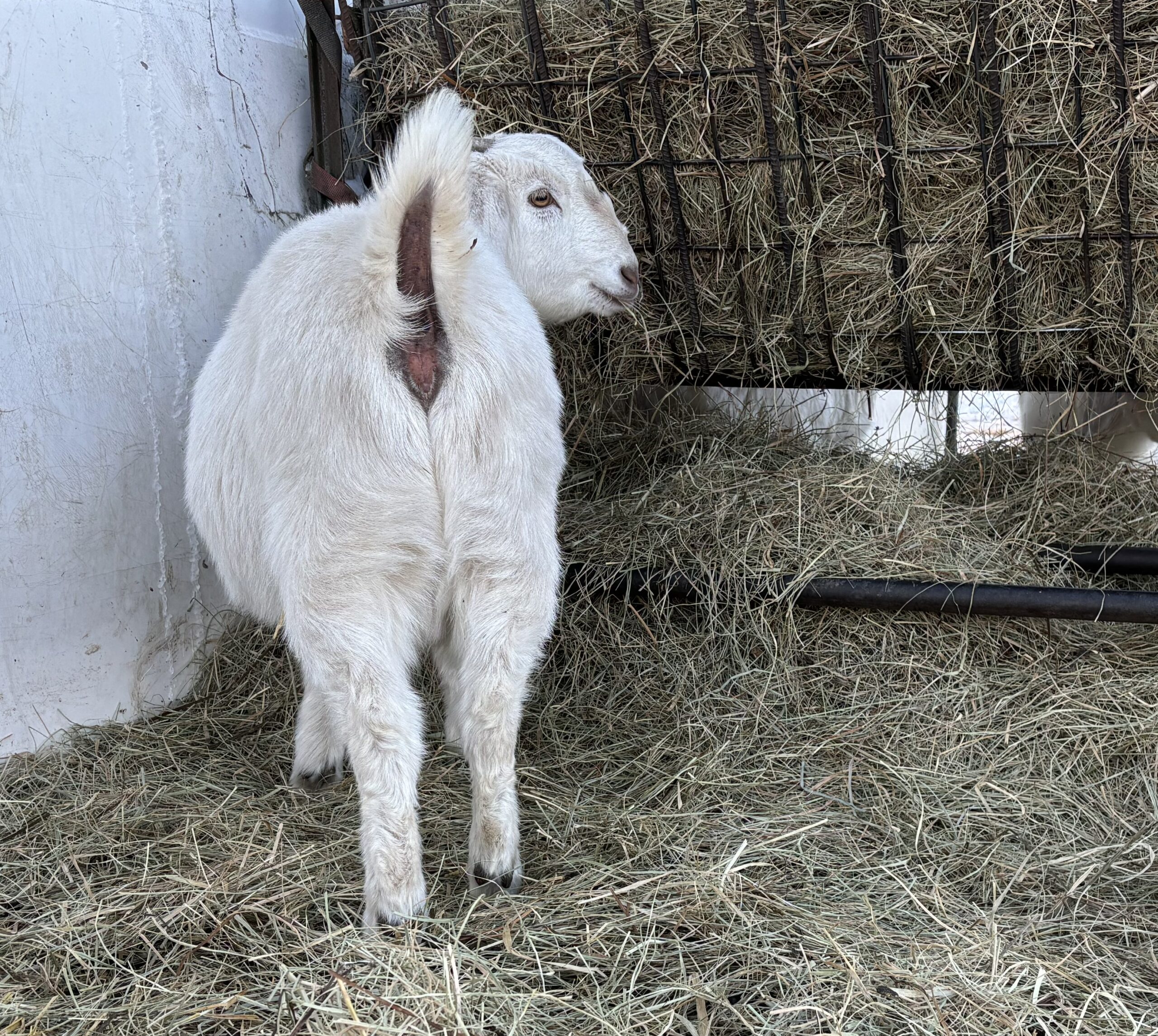 Commercial Does and Bucks For Sale – C&M Farm Savanna Goats, LLC