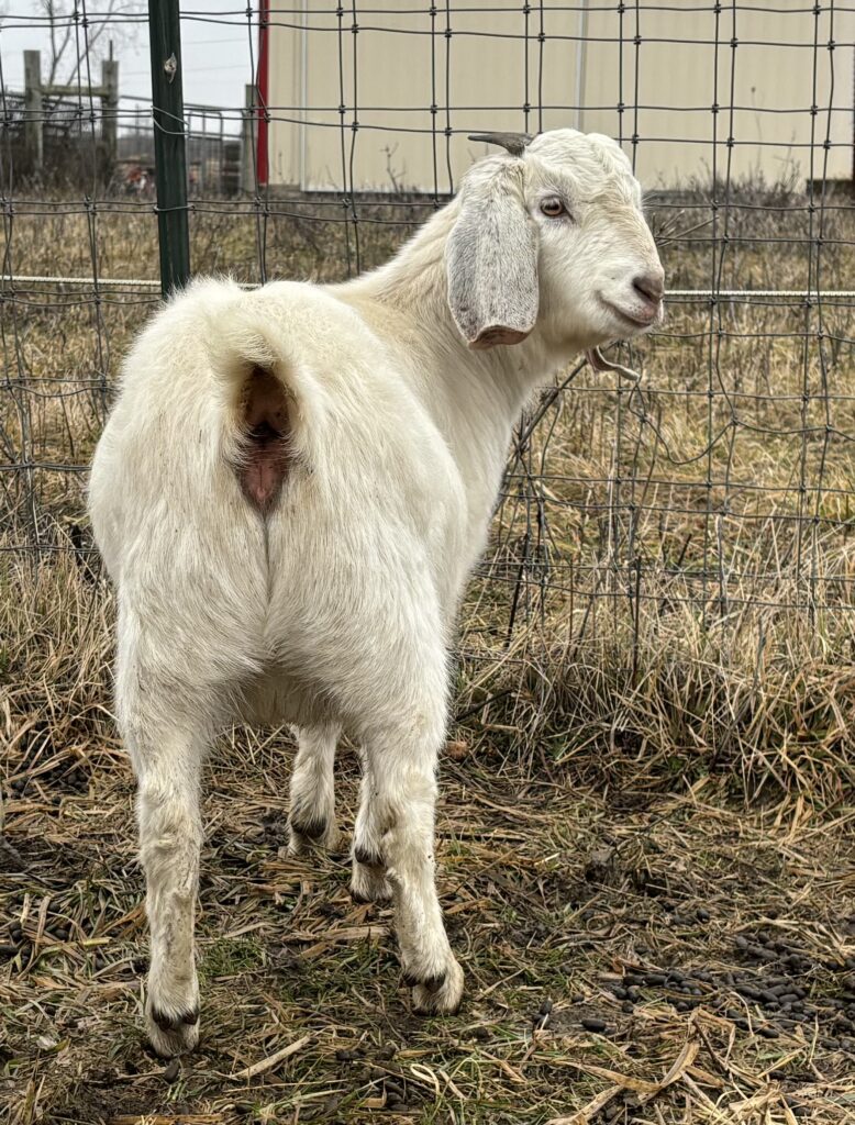 Commercial Does and Bucks For Sale – C&M Farm Savanna Goats, LLC