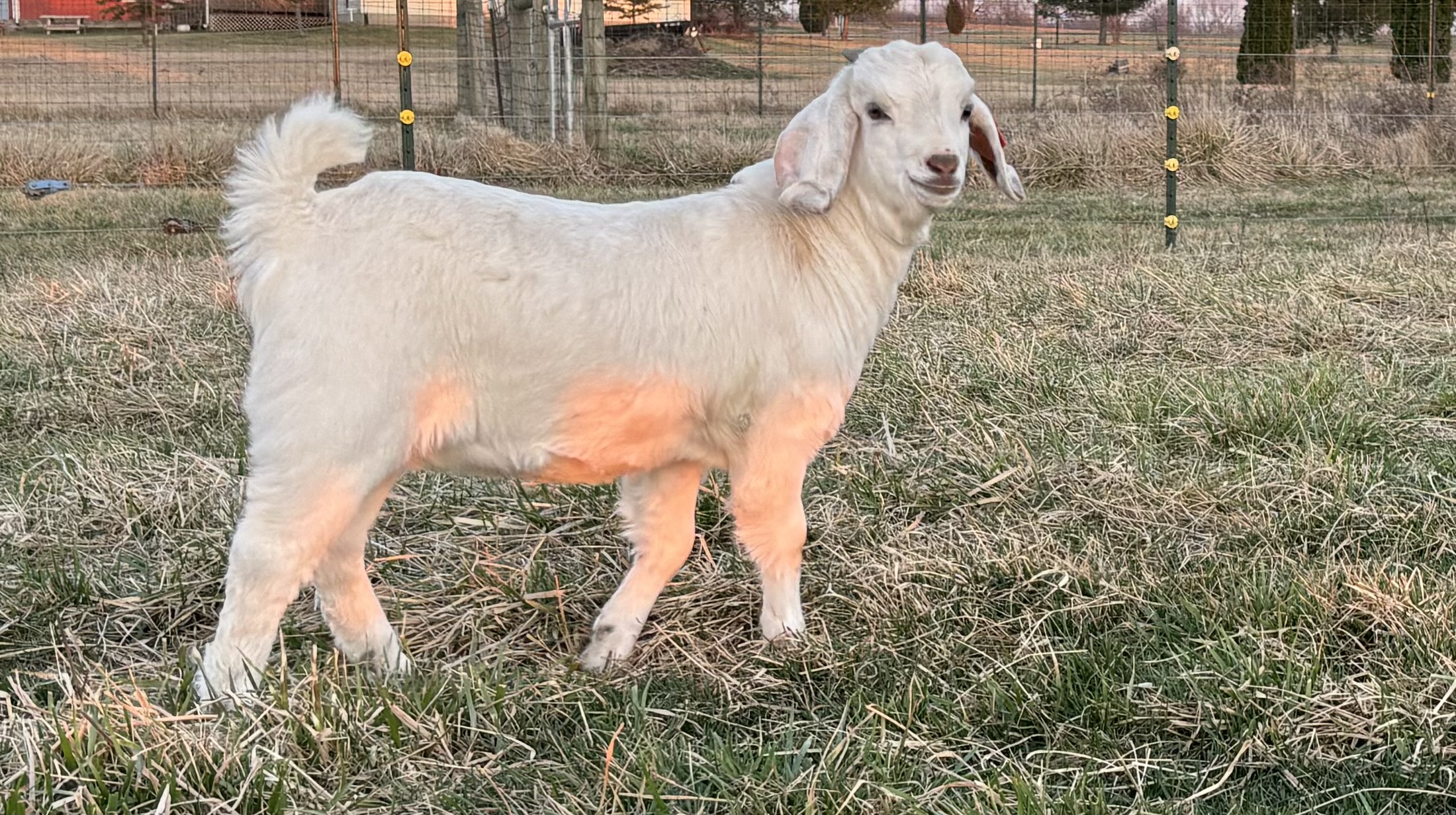 Commercial Does and Bucks For Sale – C&M Farm Savanna Goats, LLC